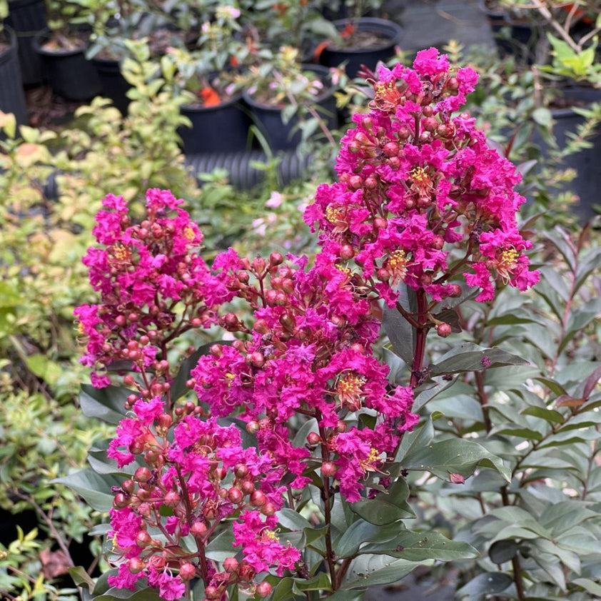 Buy Crape Myrtle Plum Magic Plants & Trees Online | Pixies Gardens