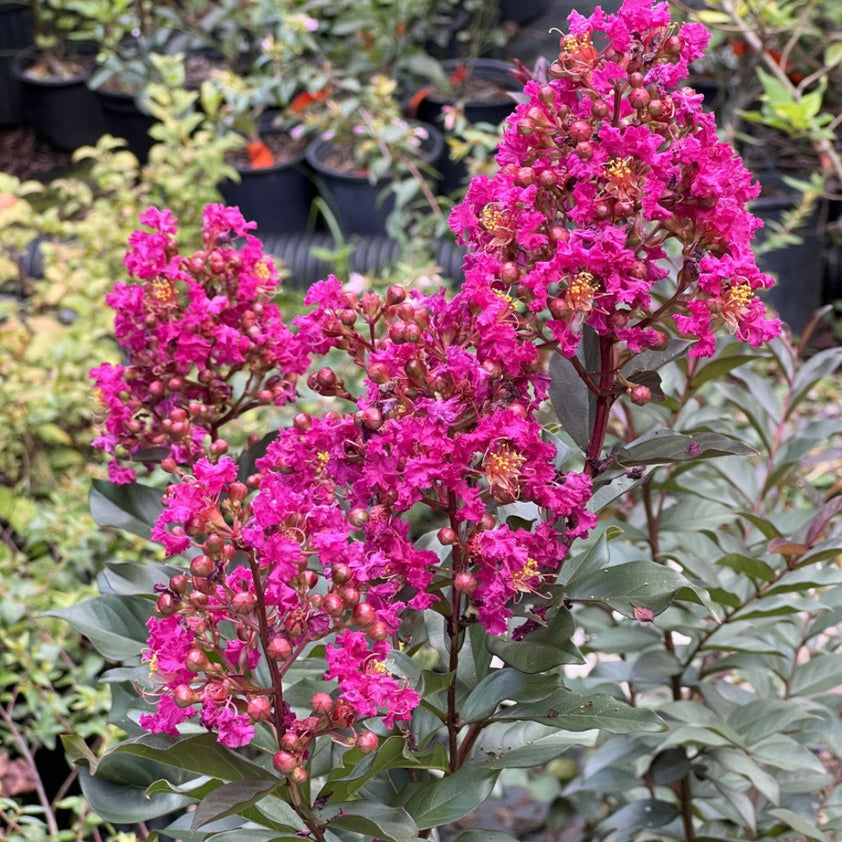 Buy Crape Myrtle Plum Magic Plants & Trees Online | Pixies Gardens