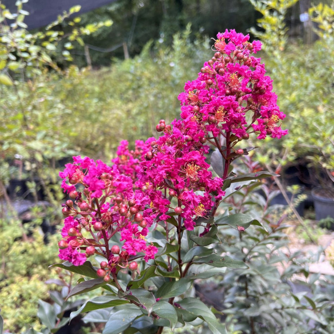 Buy Crape Myrtle Plum Magic Plants & Trees Online | Pixies Gardens