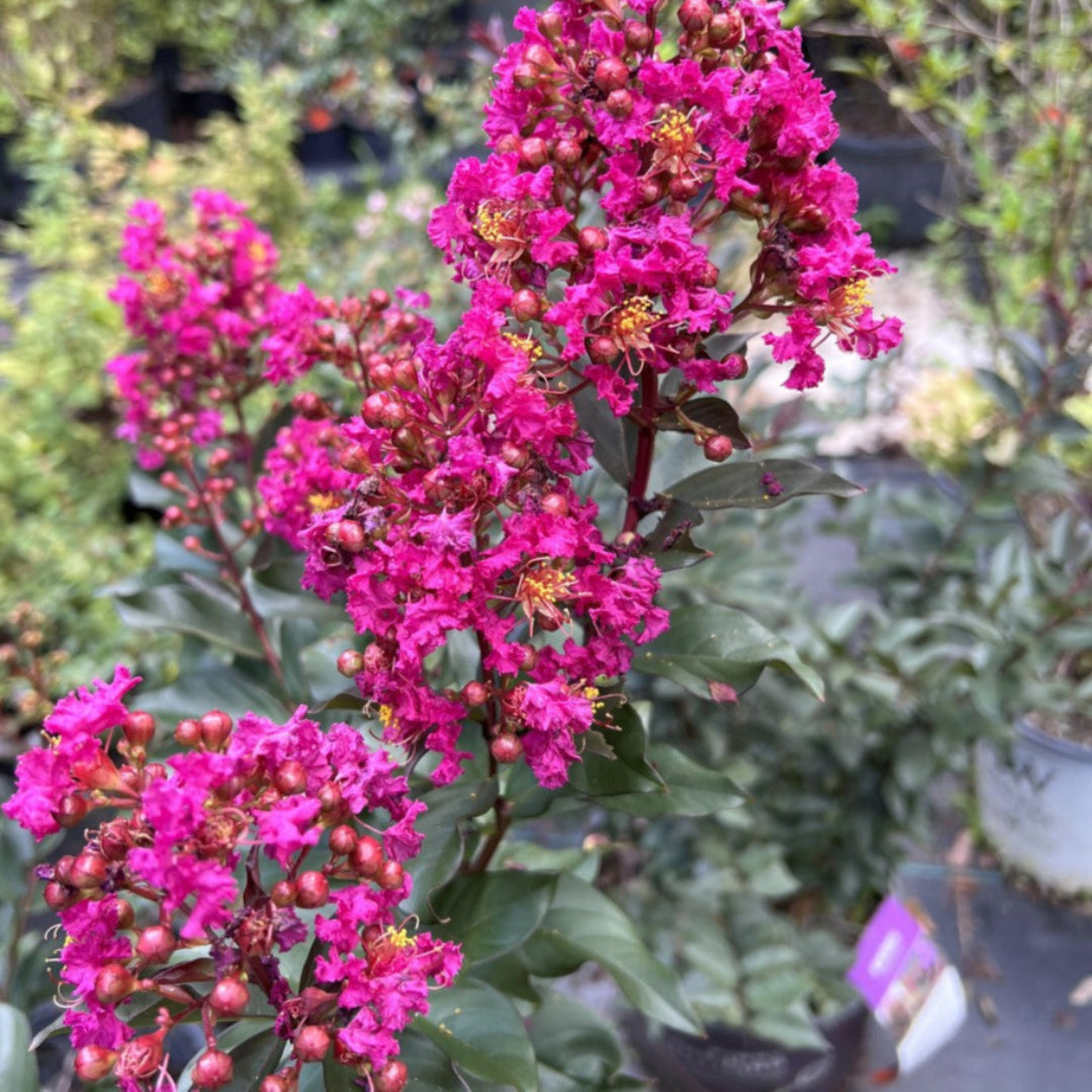 Buy Crape Myrtle Plum Magic Plants & Trees Online | Pixies Gardens