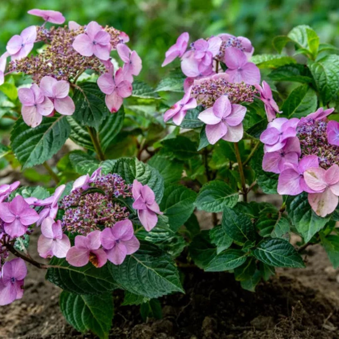 Buy Pop Star Hydrangea Trees Online | Pixies Gardens