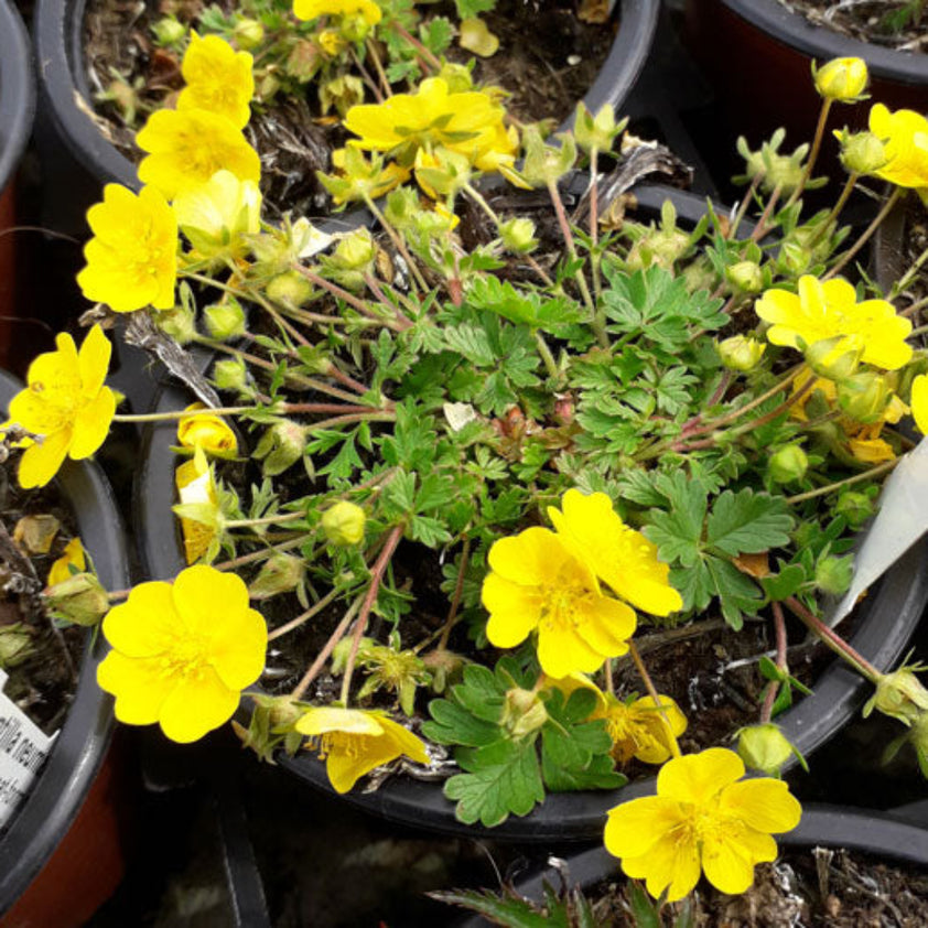Buy Potentilla Neumanniana 'Nana' Plants & Trees Online | Pixies Gardens