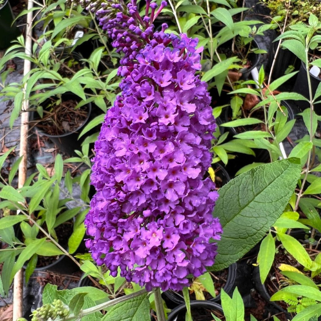 Buy Potter'S Purple Butterfly Bush Plants & Trees Online | Pixies Gardens