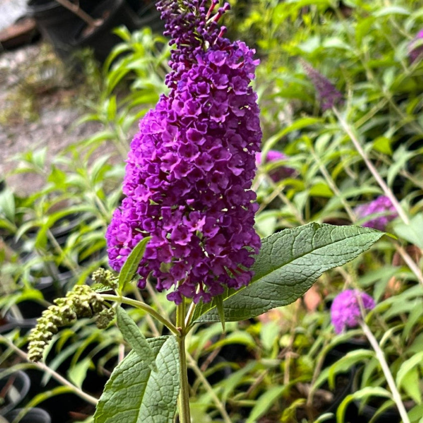 Buy Potter'S Purple Butterfly Bush Plants & Trees Online | Pixies Gardens