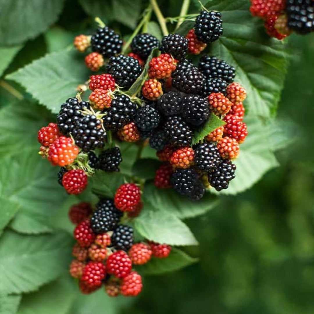 Buy Prime Ark Traveler Blackberry Plants & Trees Online | Pixies Gardens