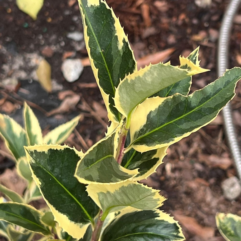 Raspberry Flash Holly for Sale | Pixies Gardens