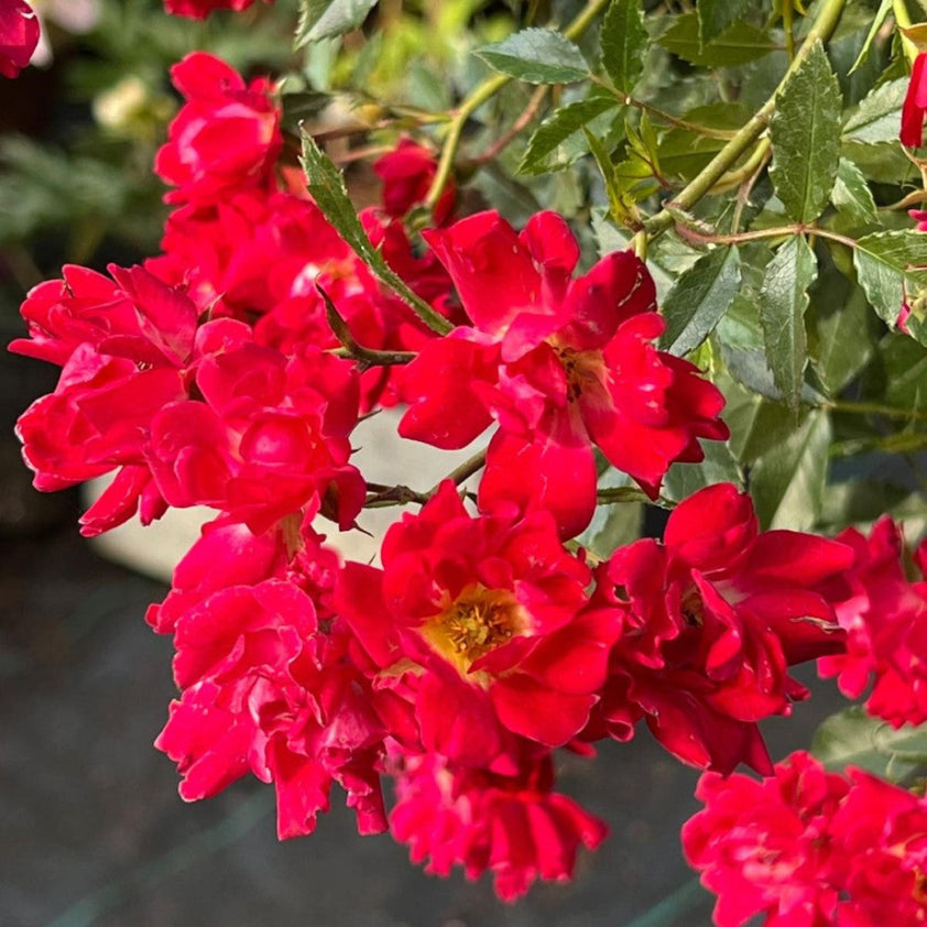 Red Drift Rose (Tree Form) for Sale | Pixies Gardens