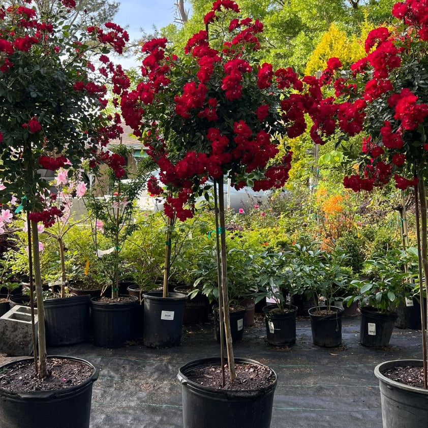 Red Drift Rose (Tree Form) for Sale | Pixies Gardens