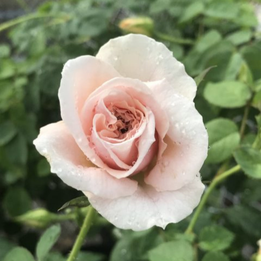 Buy Brindabella Dawn Rose Plants & Trees Online | Pixies Gardens