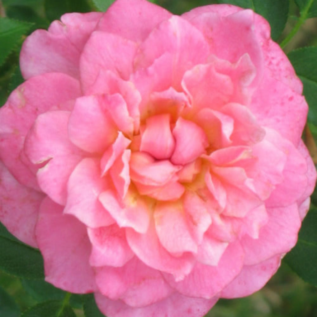 Buy Sunrosa Fragrant Pink Plants & Trees Online | Pixies Gardens