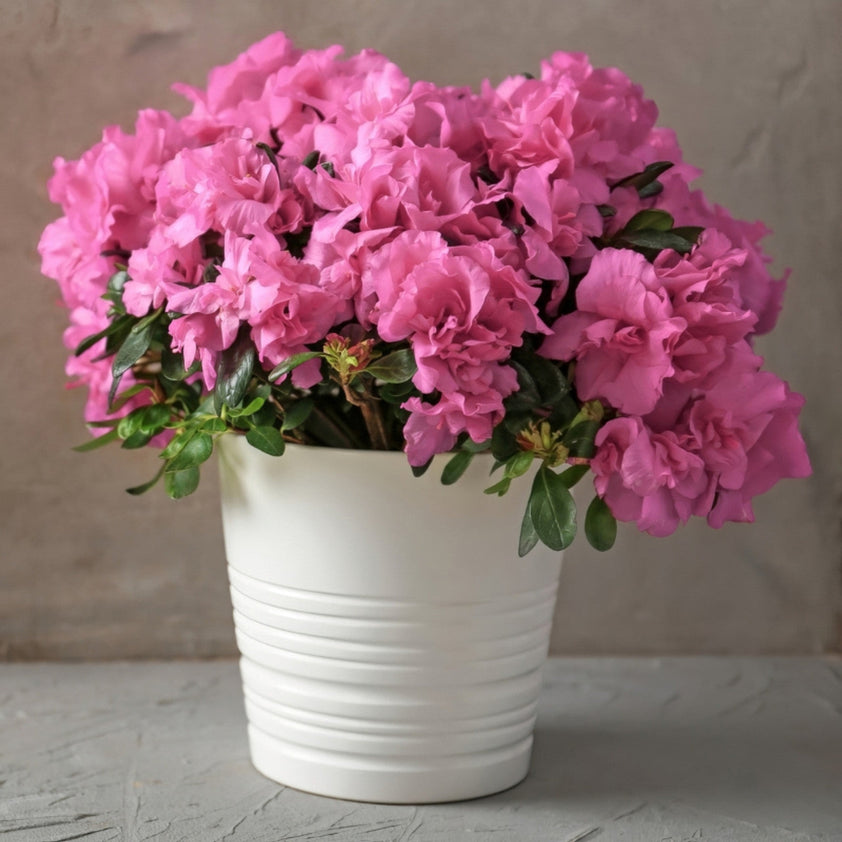 Rosebud Azalea buy online plants and trees at pixies Gardens.
