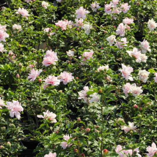 Buy Fiji Hibiscus Plants & Trees Online | Pixies Gardens