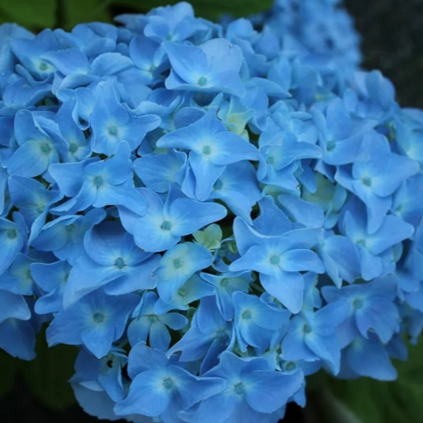 Dooley Hydrangea for Sale | Blue Mophead, Compact Hydrangea Shrub