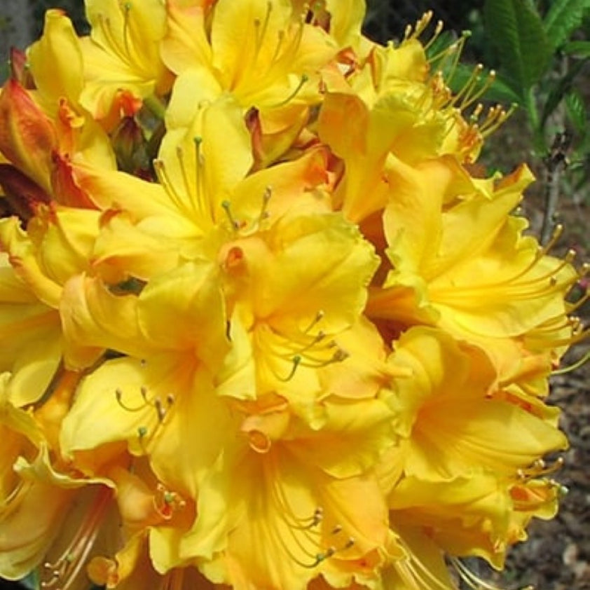 Buy Spring Fanfare Aromi Azalea Plants & Trees Online | Pixies Gardens