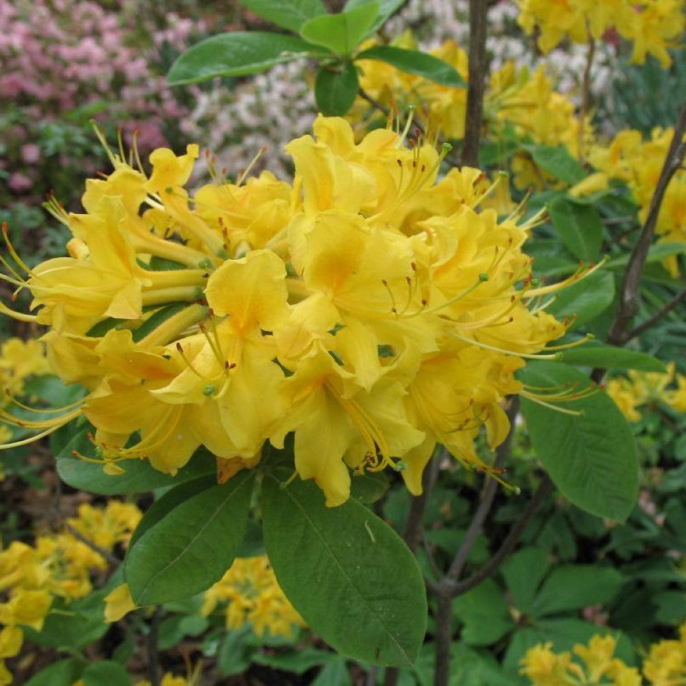 Buy Sunny Side Up Aromi Azalea Plants & Trees Online | Pixies Gardens