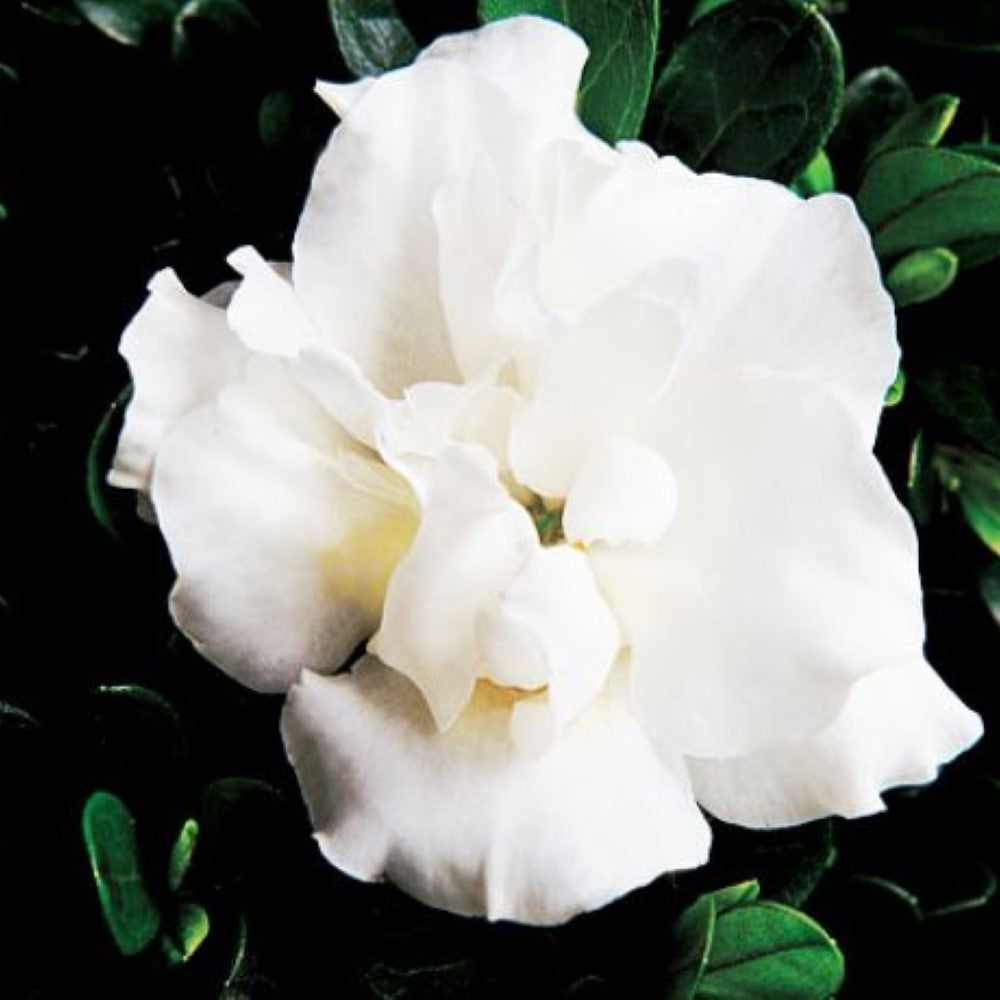 Buy Swan Princess Gardenia Plants & Trees Online | Pixies Gardens