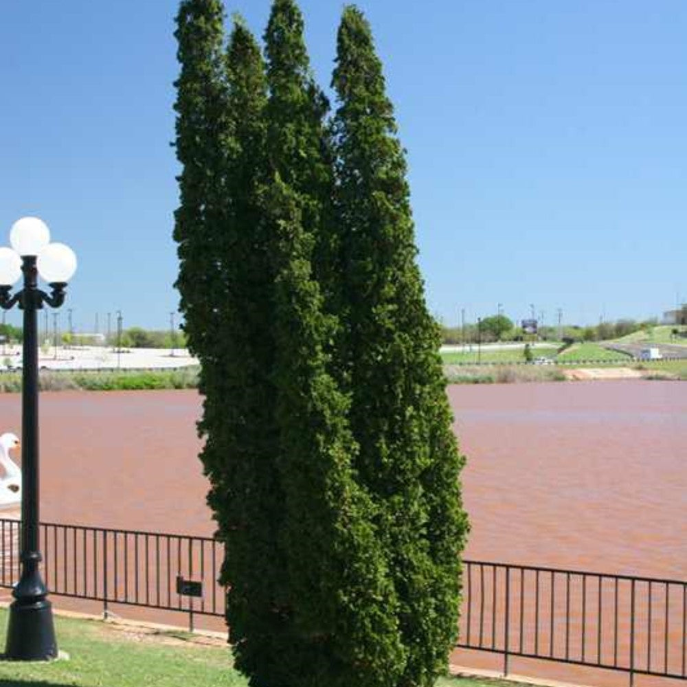 Buy Degroot's Spire Thuja Plants & Trees Online | Pixies Gardens