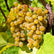 Buy Vidal Blanc Grape Plants & Trees Online | Pixies Gardens