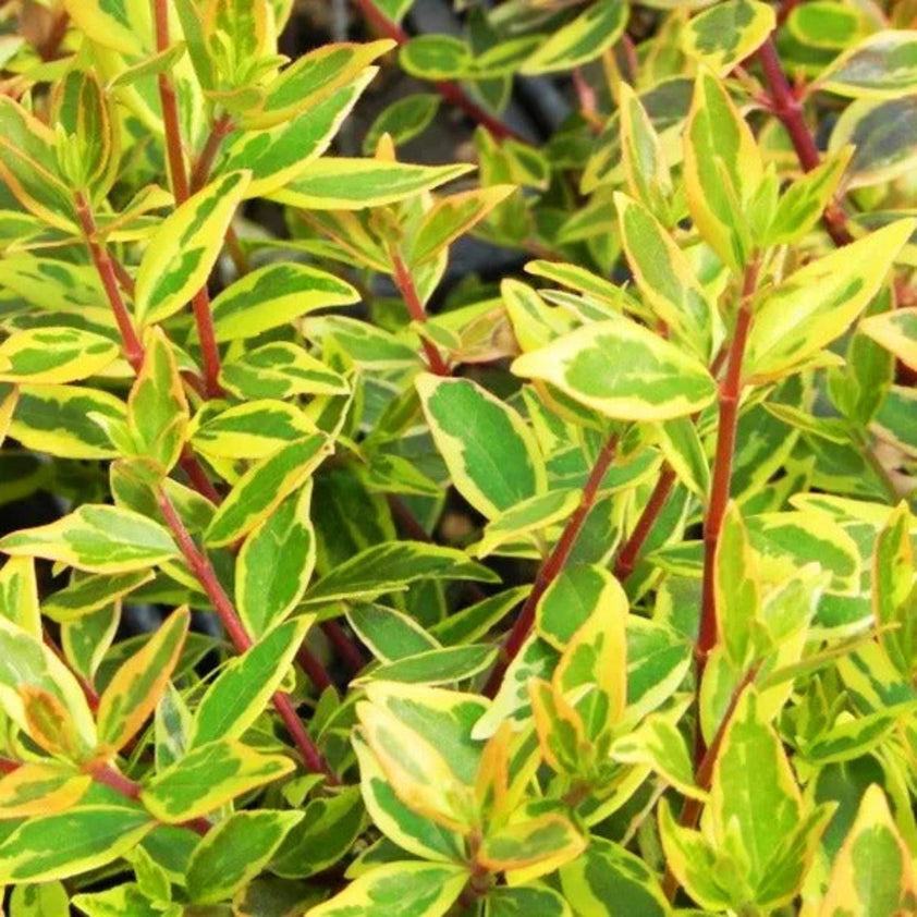 Buy Twist of Lime Glossy Abelia Plants & Trees Online | Pixies Gardens