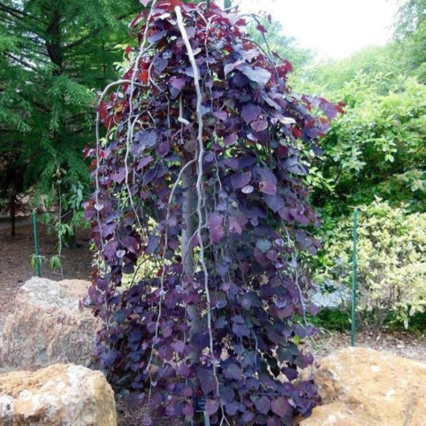 Buy Ruby Falls Weeping Redbud Trees Online | Pixies Gardens