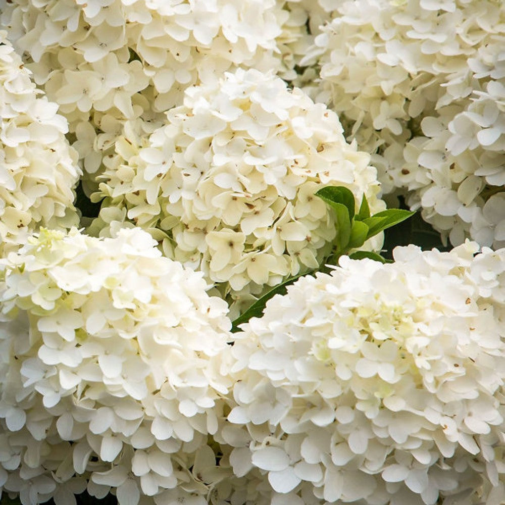 White Wedding Hydrangea for Sale | Pixies Gardens