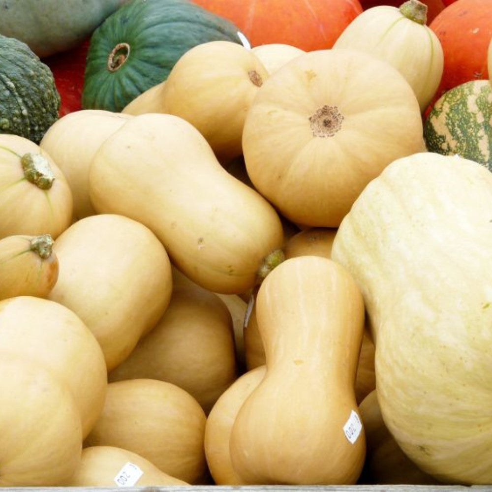 Hybrid Butternut Winter Squash for Sale | Pixies Gardens