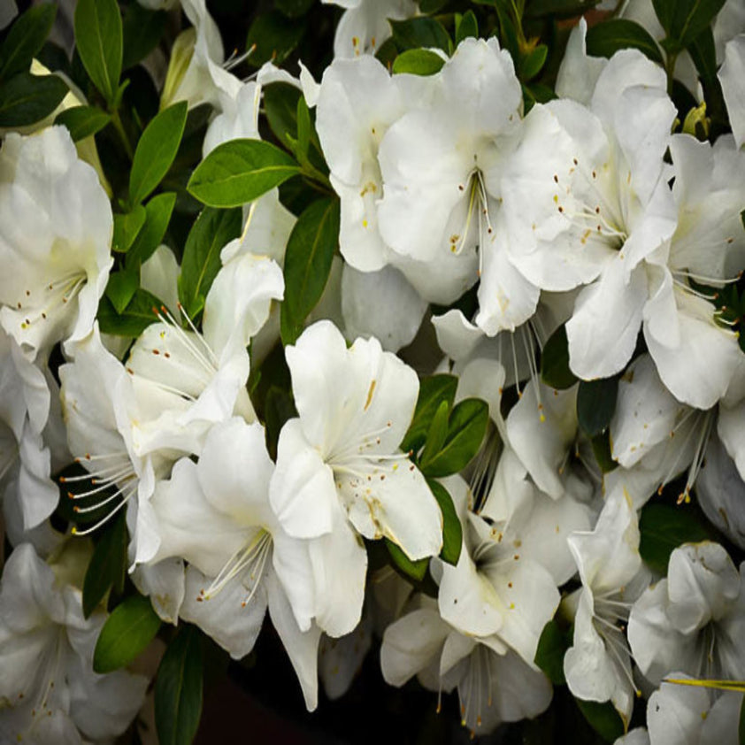 Buy Autumn Ivory Encore Azalea Plants & Trees Online | Pixies Gardens