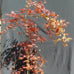 Buy Dragon Tears Japanese Maple Plants & Trees Online | Pixies Gardens