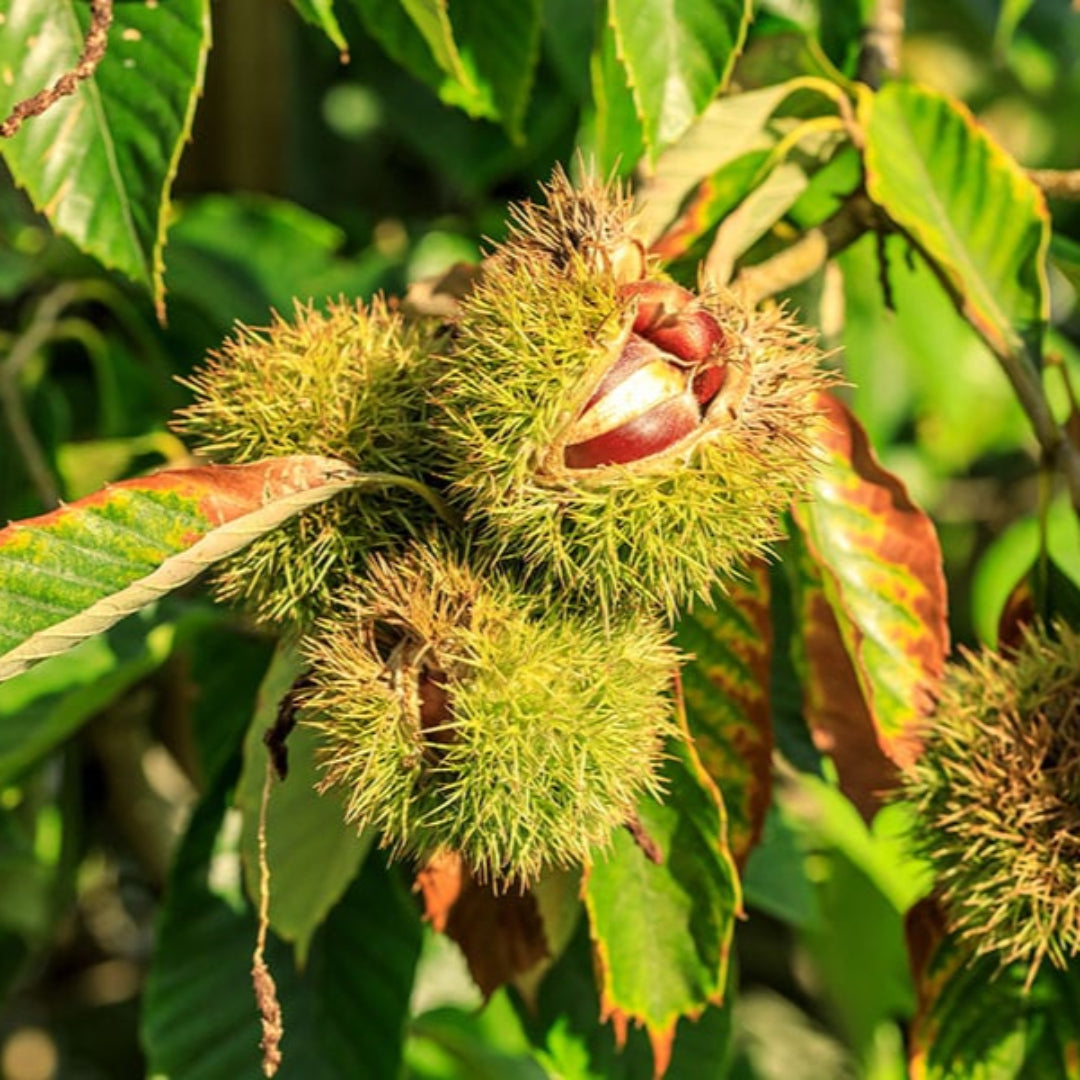 Buy Chinese Chestnut Tree - Sweet, Edible Chestnuts for Yards