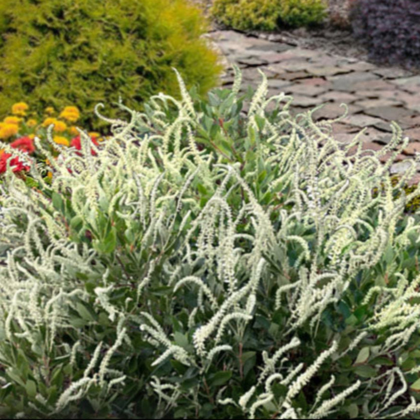 Buy Einstein Summersweet Clethra Plants & Trees Online | Pixies Gardens