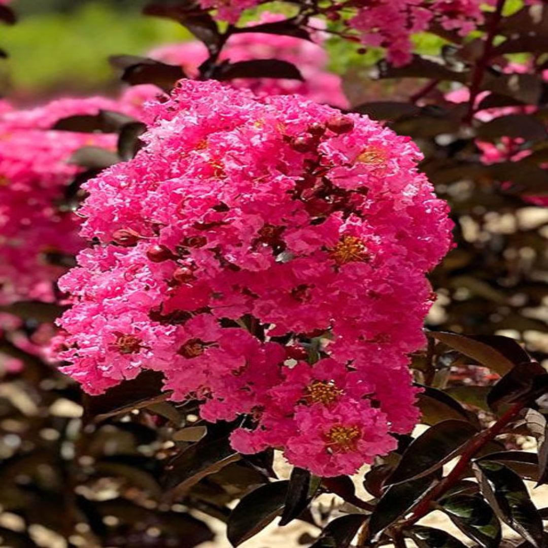 Crape Myrtle Twilight Magic buy online plants and trees at pixies Gardens.