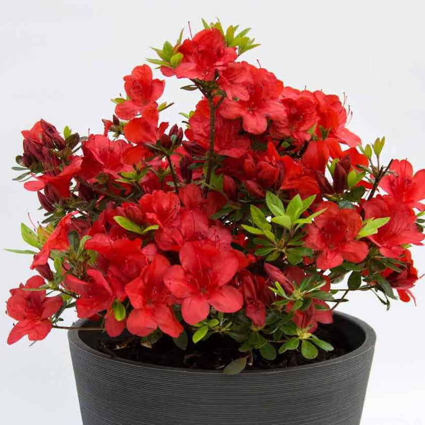 Buy Red Formosa Hybrid Azalea Plants Plants & Trees Online | Pixies Gardens