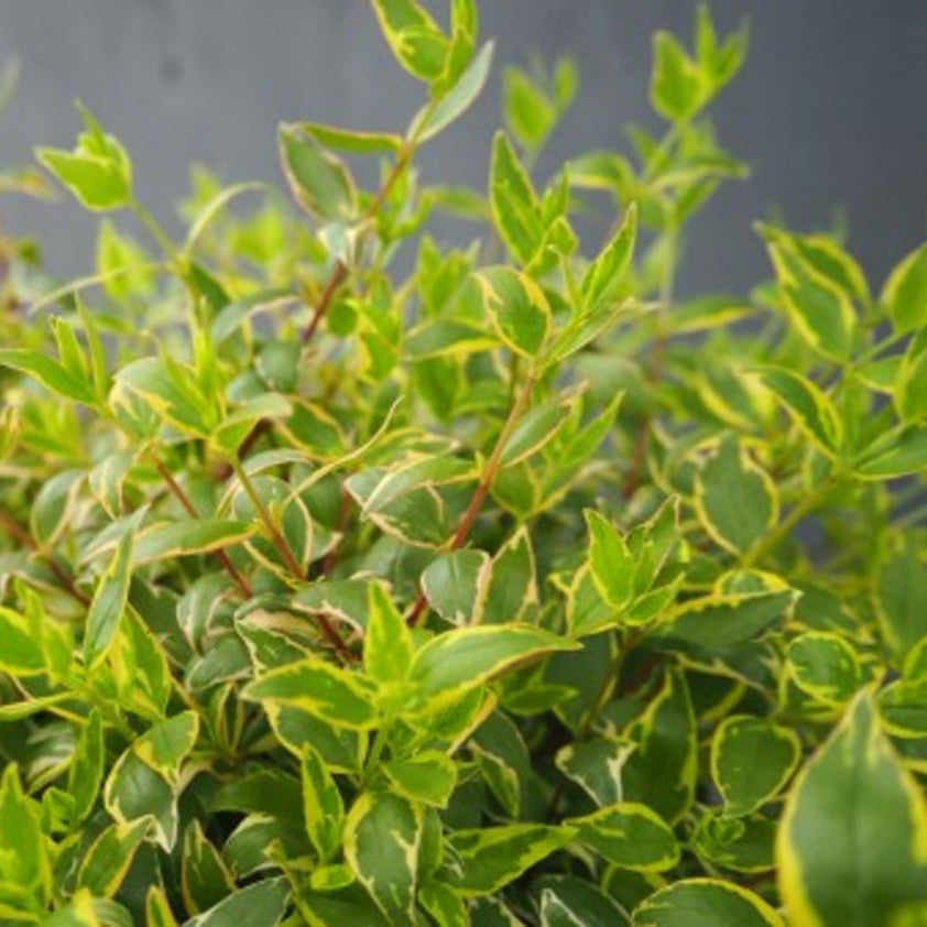 Buy Twist of Lime Glossy Abelia Plants & Trees Online | Pixies Gardens