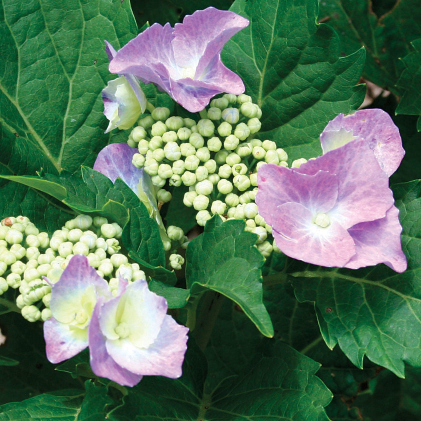 Buy Hydrangea 'Cabbage Patch' Plants & Trees Online | Pixies Gardens