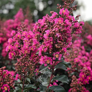 Buy Crape Myrtle Plum Magic Plants & Trees Online | Pixies Gardens
