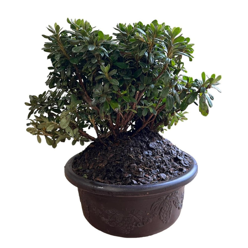 Bonsai Gumpo Miniature Dwarf Azalea Pink Blooms (Live Plant)