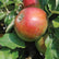 Dolgo Crabapple Tree - Great Pollinator & Fruit Producer