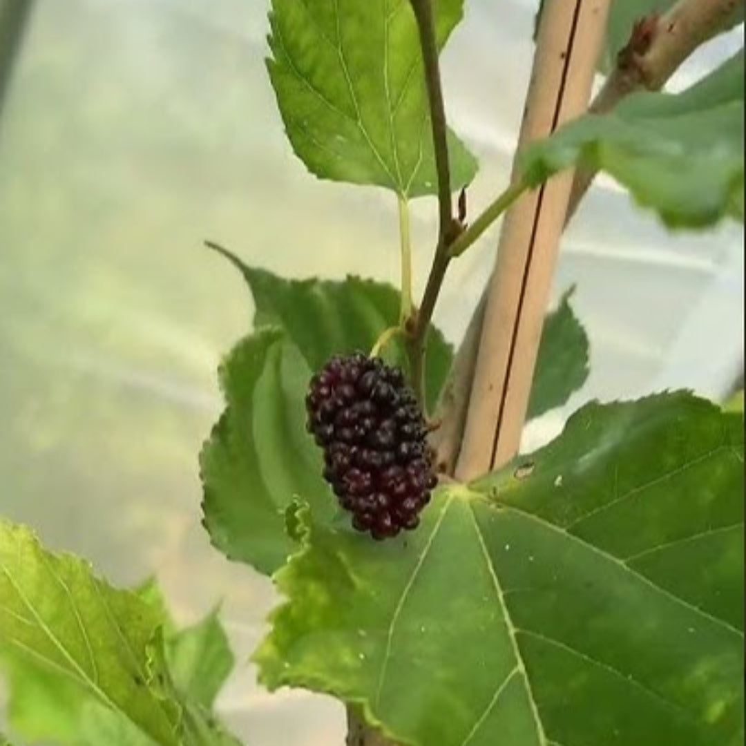 Buy Issai Morus Alba Dwarf Mulberry Plants & Trees Online | Pixies Gardens
