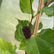 Buy Issai Morus Alba Dwarf Mulberry Plants & Trees Online | Pixies Gardens