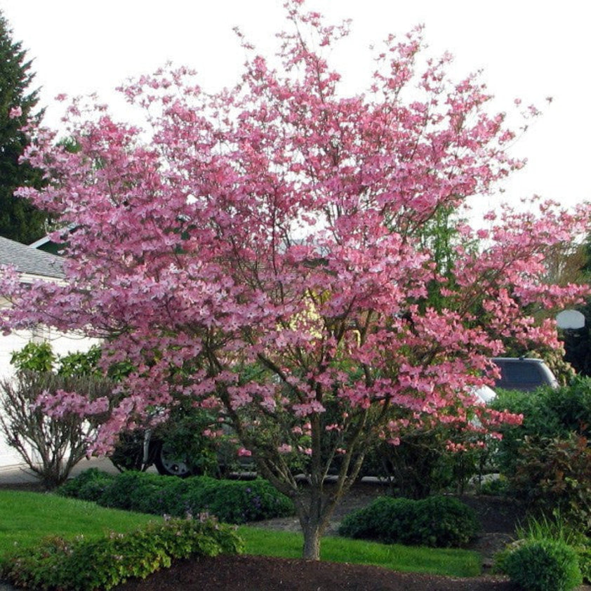 Hybrid Pink Dogwood buy online plants and trees at pixies Gardens.
