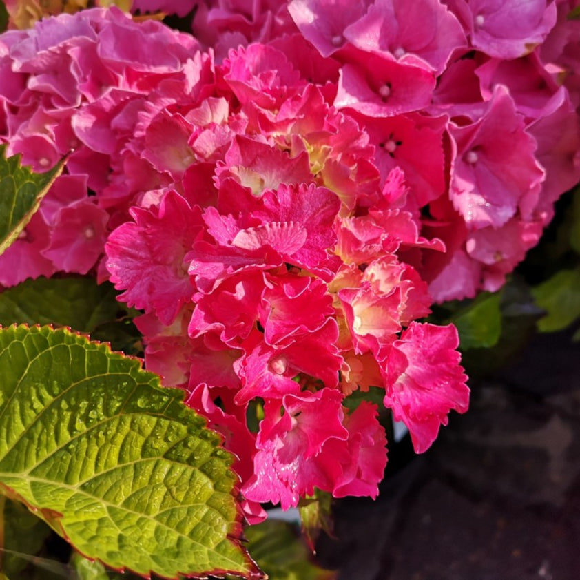 Buy Masja Hydrangea Plants & Trees Online | Pixies Gardens