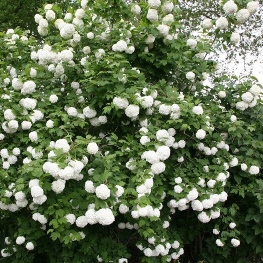 Common Snowball Aka Eastern Snowball Viburnum buy online plants and ...