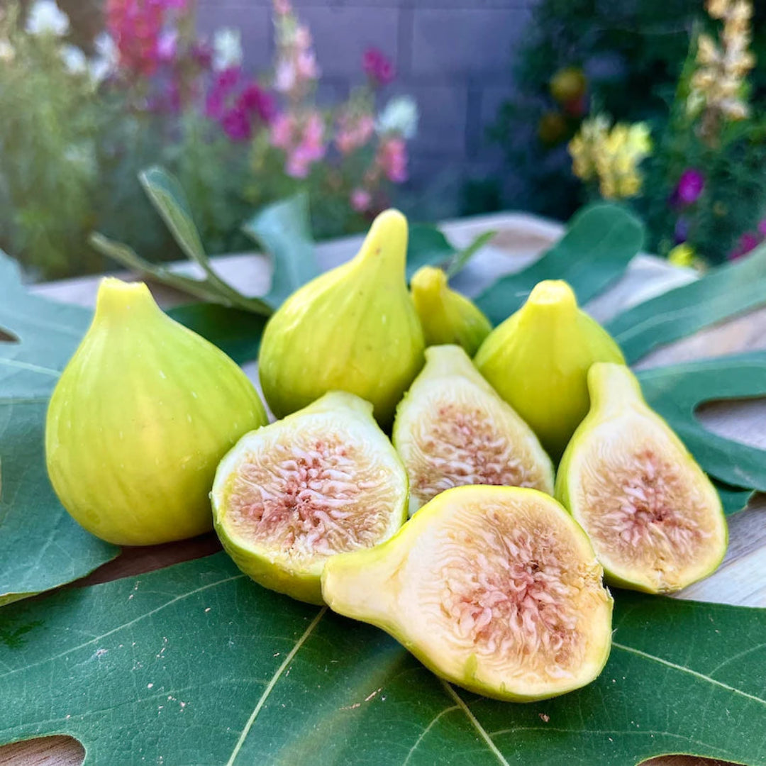 White Marsellias Fig Tree - Cold hardy buy online plants and trees at ...
