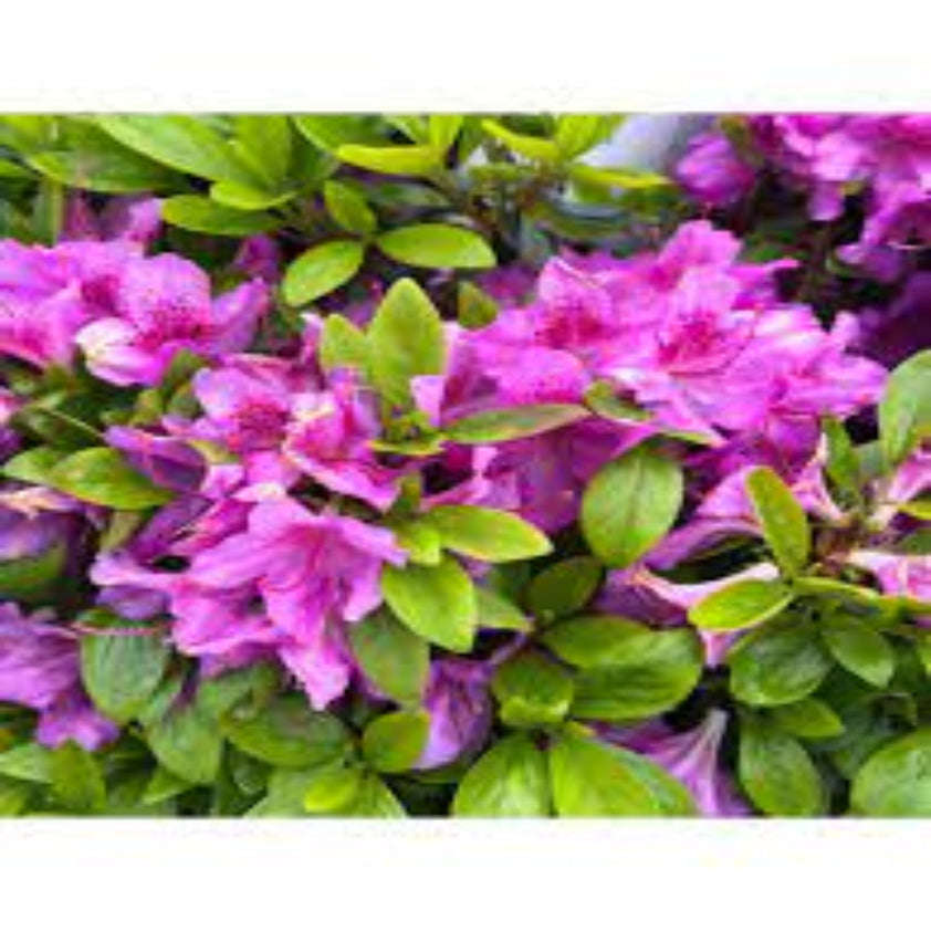 Mildred Mae-Hybrid Azalea, Delicate Lavender Flowers, Compact Evergreen ...