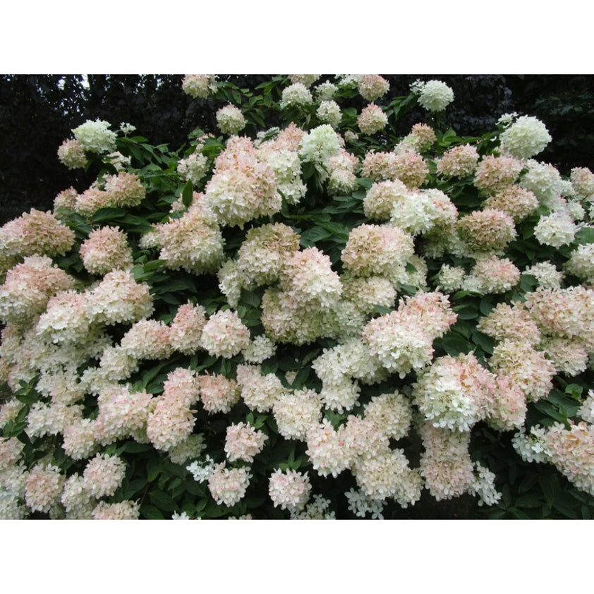 Buy Pee Gee Hydrangea, Plants & Trees Online | Pixies Gardens