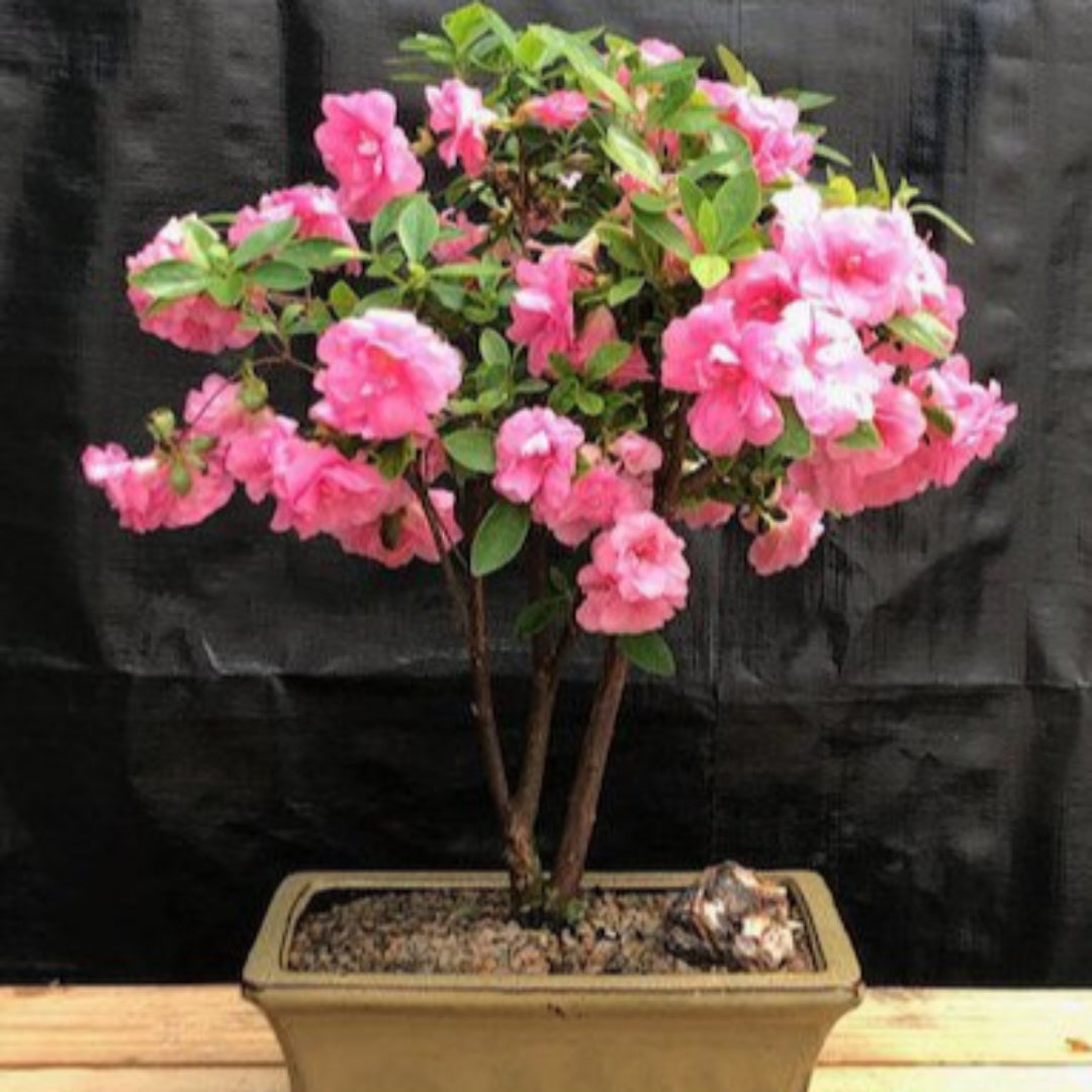 Rosebud Azalea buy online plants and trees at pixies Gardens.