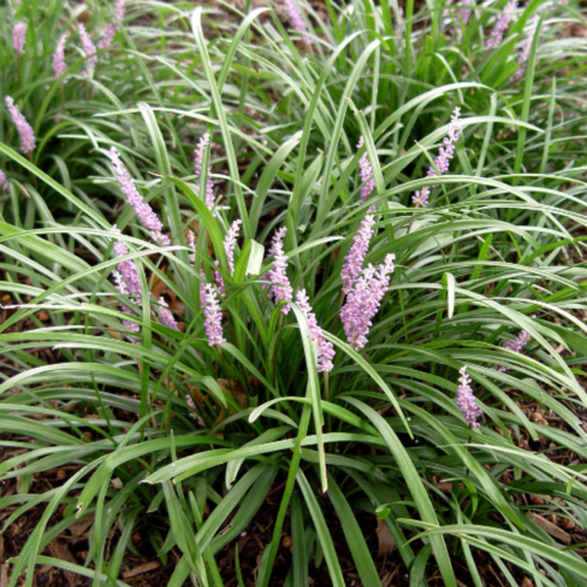 Buy Liriope Spicata "Creeping Lily Turf" Plants & Trees Online | Pixies ...