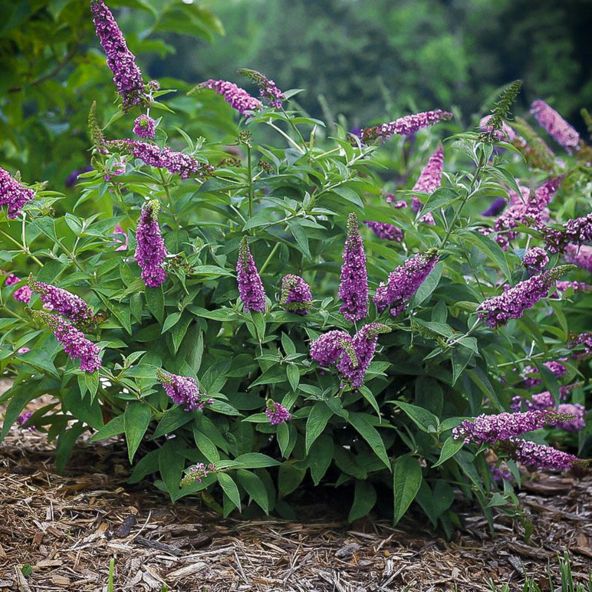 Butterfly Bush Lo & Behold 'Pink Micro Chip buy online plants and trees ...