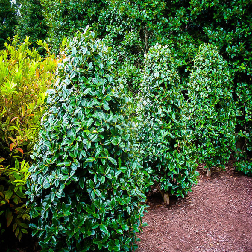 Oakland Holly for Sale | Pixies Gardens