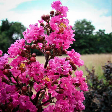 Buy Crape Myrtle Plum Magic Plants & Trees Online | Pixies Gardens